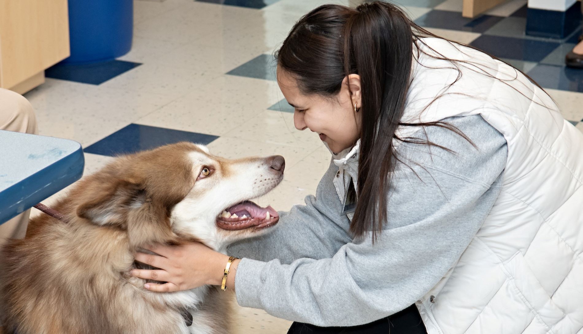 Midwestern University Offers Therapy Dogs to Relieve Student Stress ...