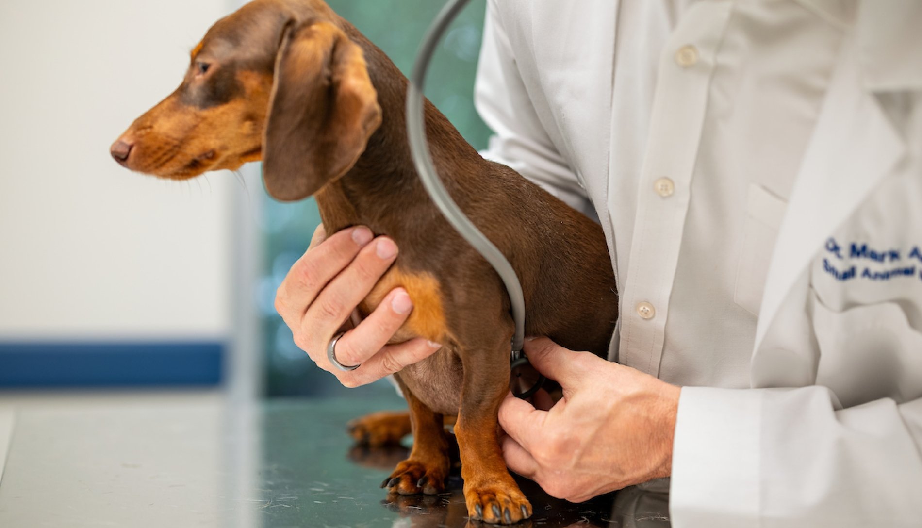 Doctor of Veterinary Medicine, Chicago College of Veterinary Medicine ...