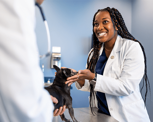 Doctor of Veterinary Medicine, Chicago College of Veterinary Medicine ...