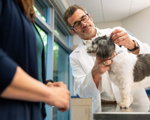 Doctor of Veterinary Medicine, Chicago College of Veterinary Medicine ...