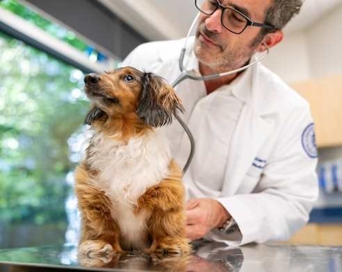 Doctor of Veterinary Medicine, Chicago College of Veterinary Medicine ...