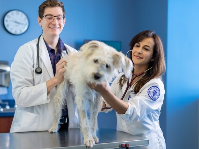 Doctor of Veterinary Medicine Program | Midwestern University
