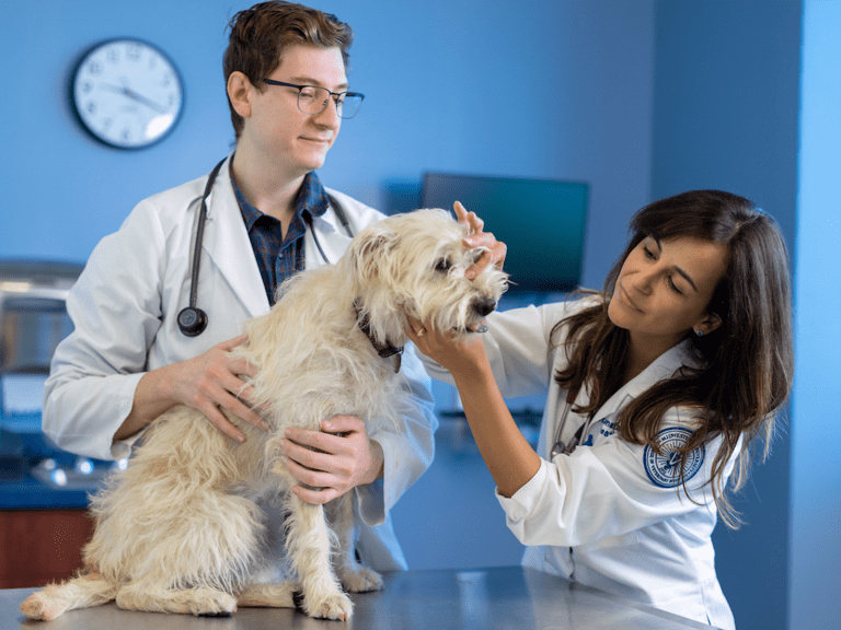 Doctor of Veterinary Medicine Program | Midwestern University